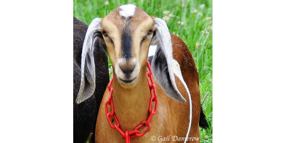 How to Correct a Nubian Goat Kid's Folded Ears — Gail Damerow's Blog