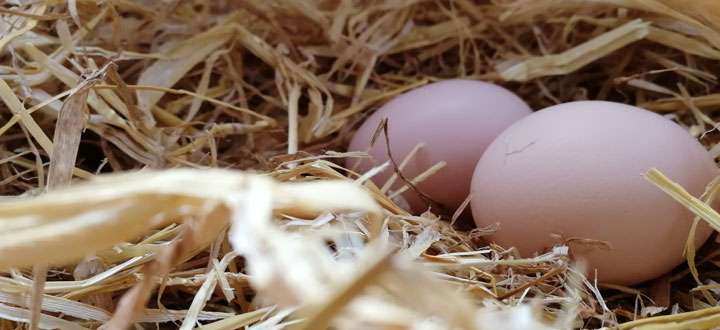 12 Reasons Chickens Lay Eggs on the Floor — Gail Damerow's Blog